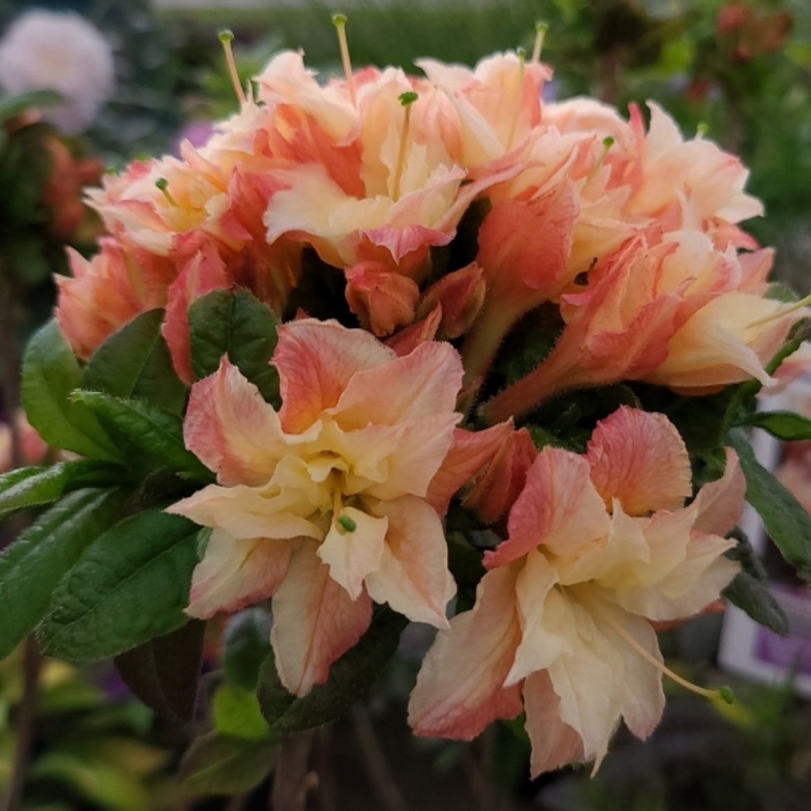 Overdevest Nurseries, LP-Azalea 'Cannon's Double'