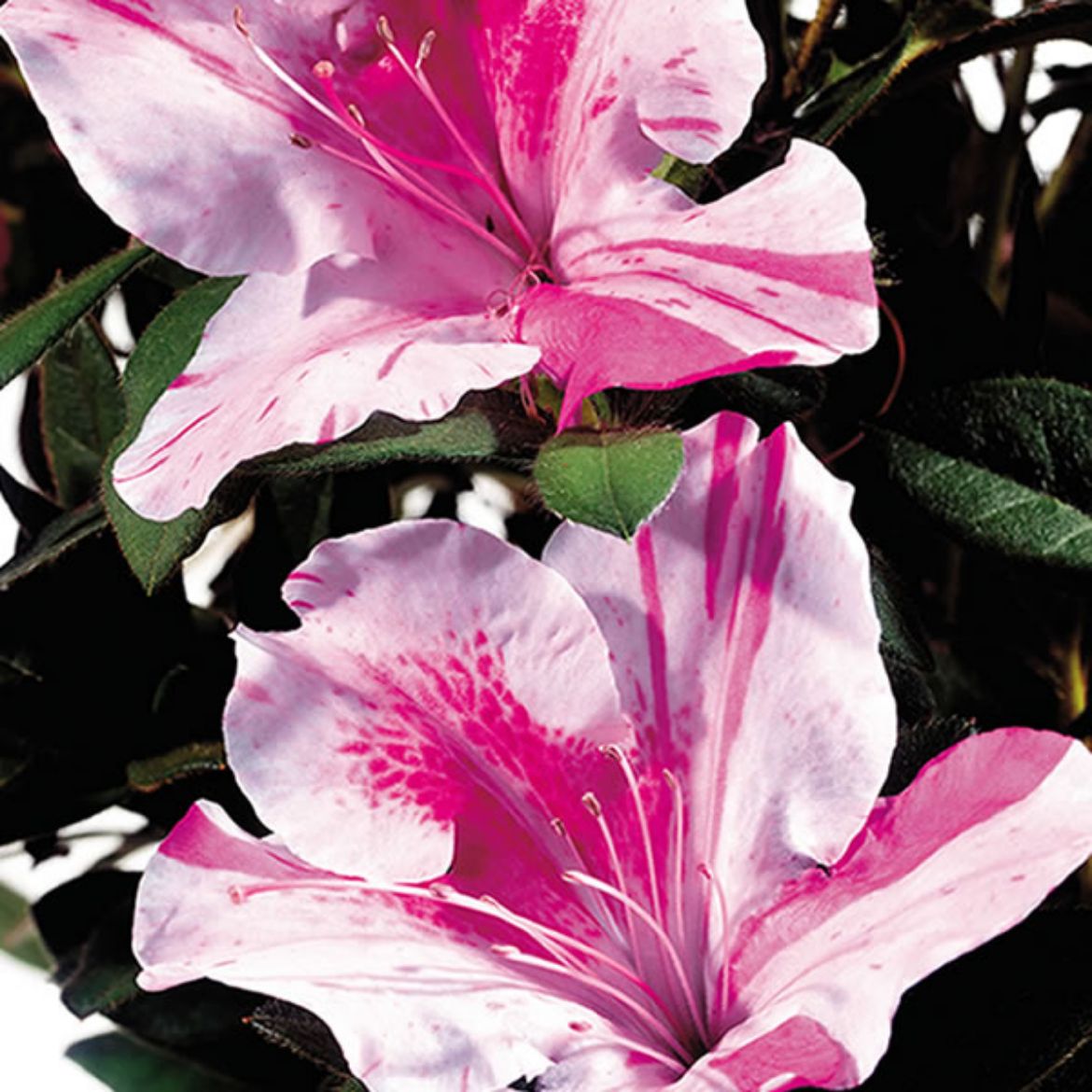 Overdevest Nurseries, LP-Azalea Encore Azalea® Autumn Twist®