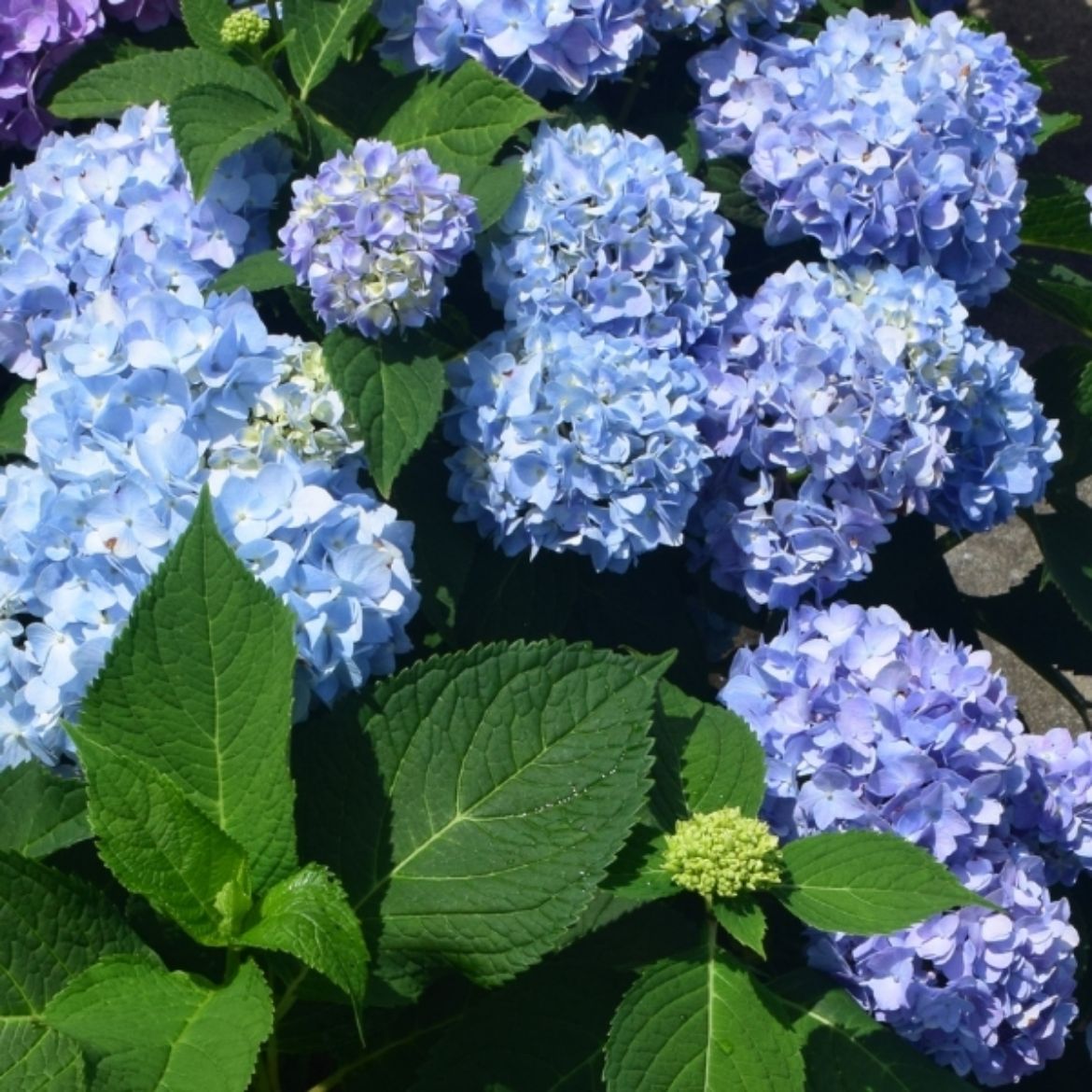 Overdevest Nurseries, LP-Hydrangea mac. Azure Skies™