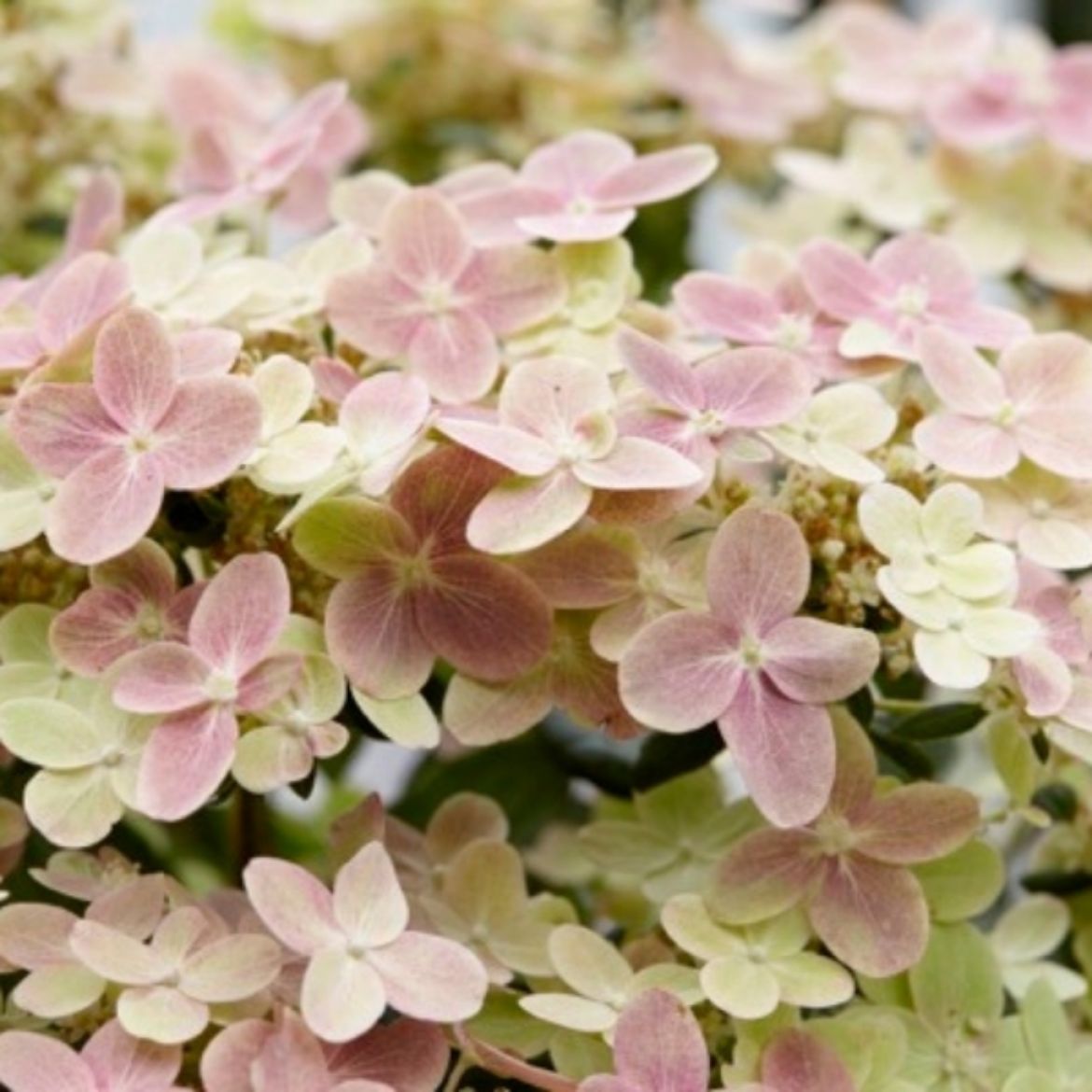 Overdevest Nurseries, LP-Hydrangea pan. 'Early Evolution'