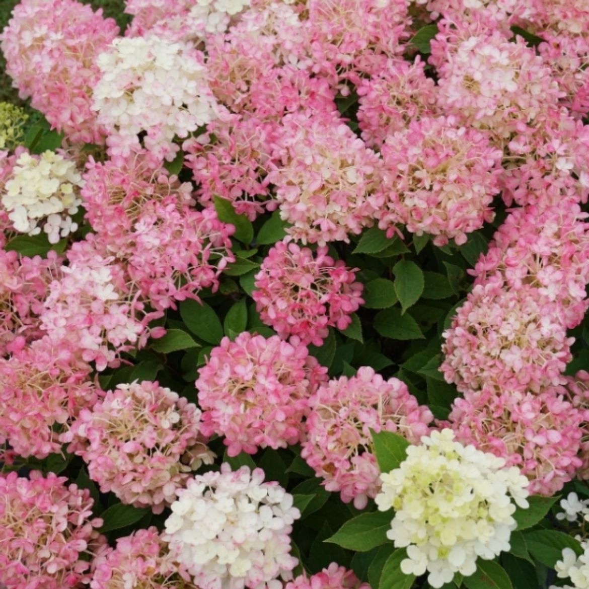 Overdevest Nurseries, LP-Hydrangea pan. Fire Light Tidbit®