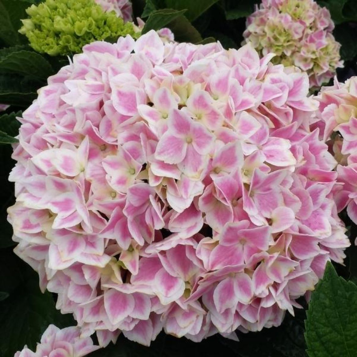 Overdevest Nurseries, LP-Hydrangea mac. 'Peppermint'
