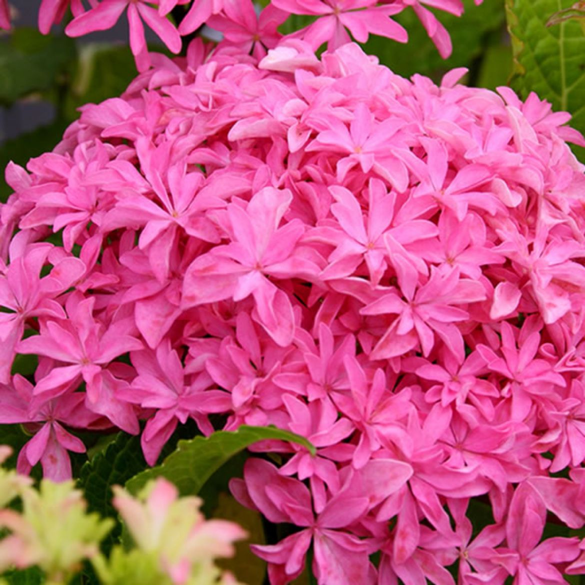 Overdevest Nurseries, LP-Hydrangea mac. 'Inspire'