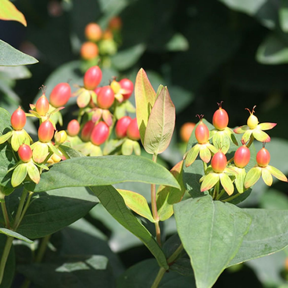 Overdevest Nurseries, LP-Hypericum and. Ignite™ Scarlet Red