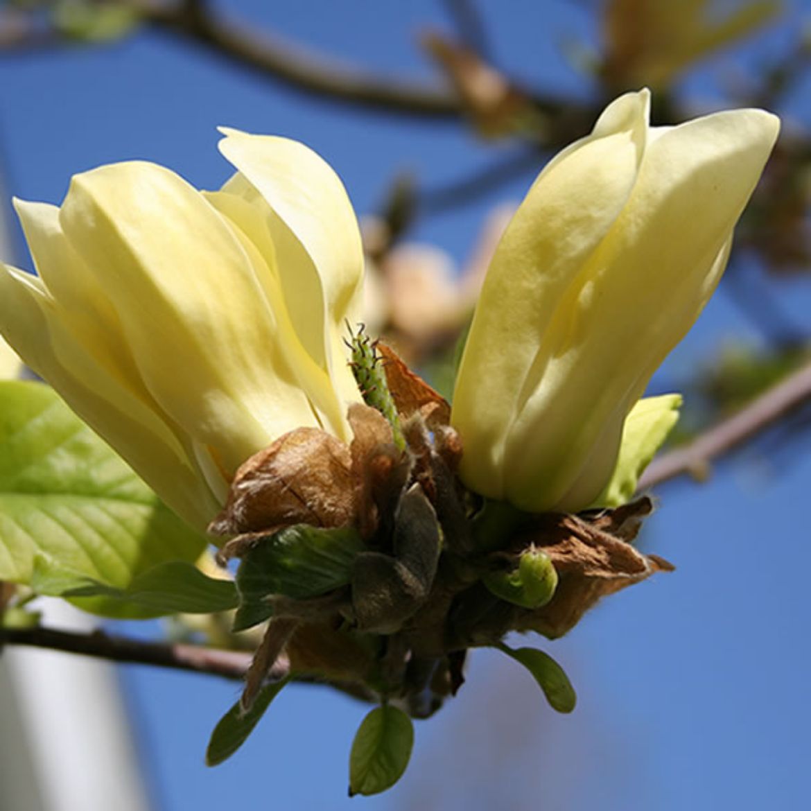 Overdevest Nurseries, LP-Magnolia 'Butterflies'
