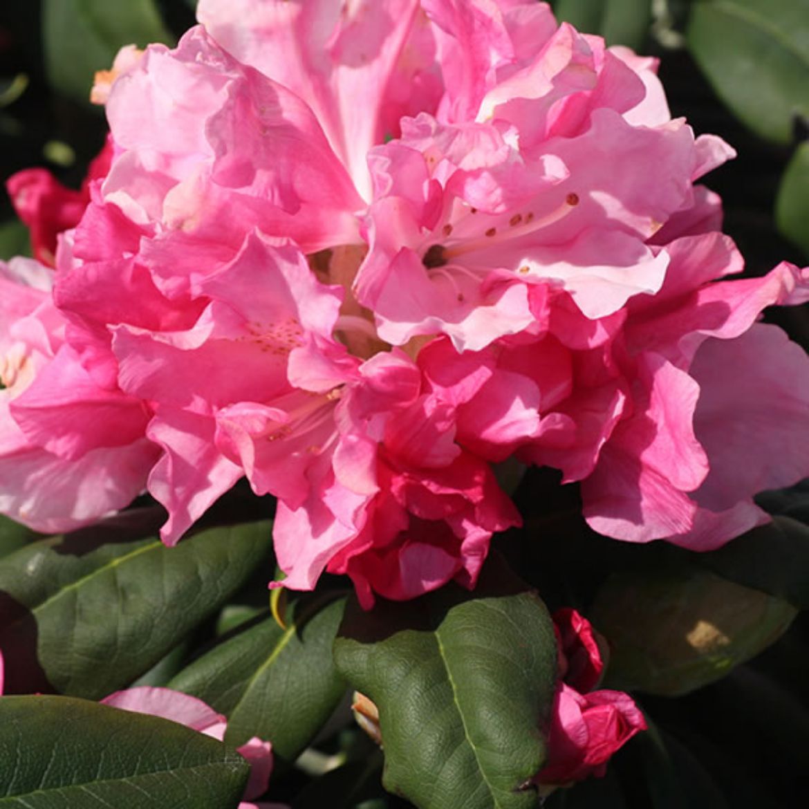 Overdevest Nurseries, LP-Rhododendron 'Yaku Prince'