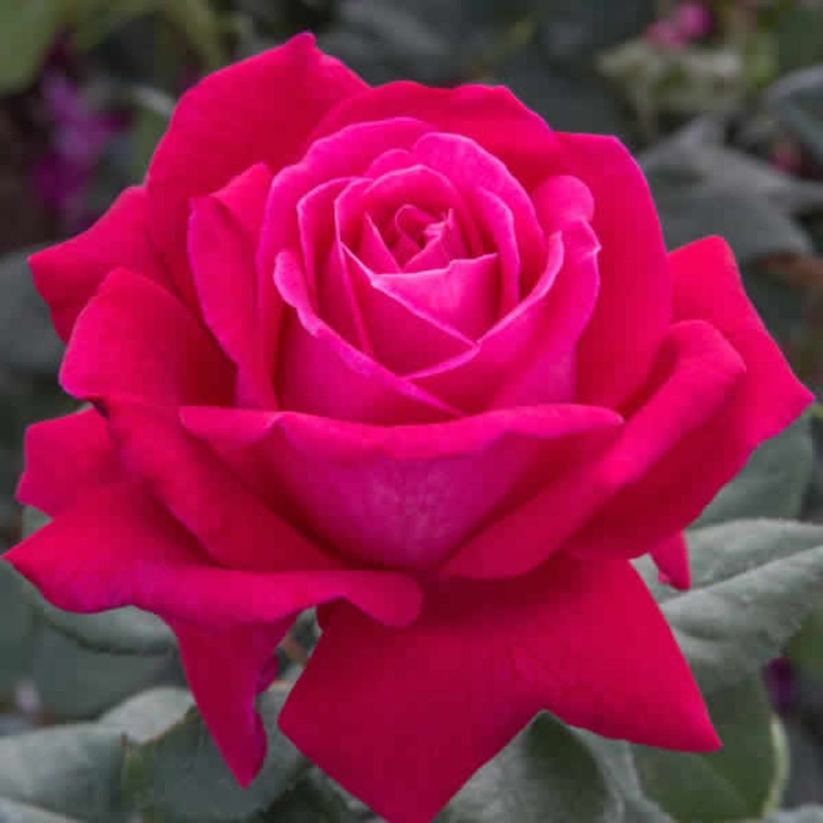 Overdevest Nurseries, LP-Rosa Sweet Spirit™