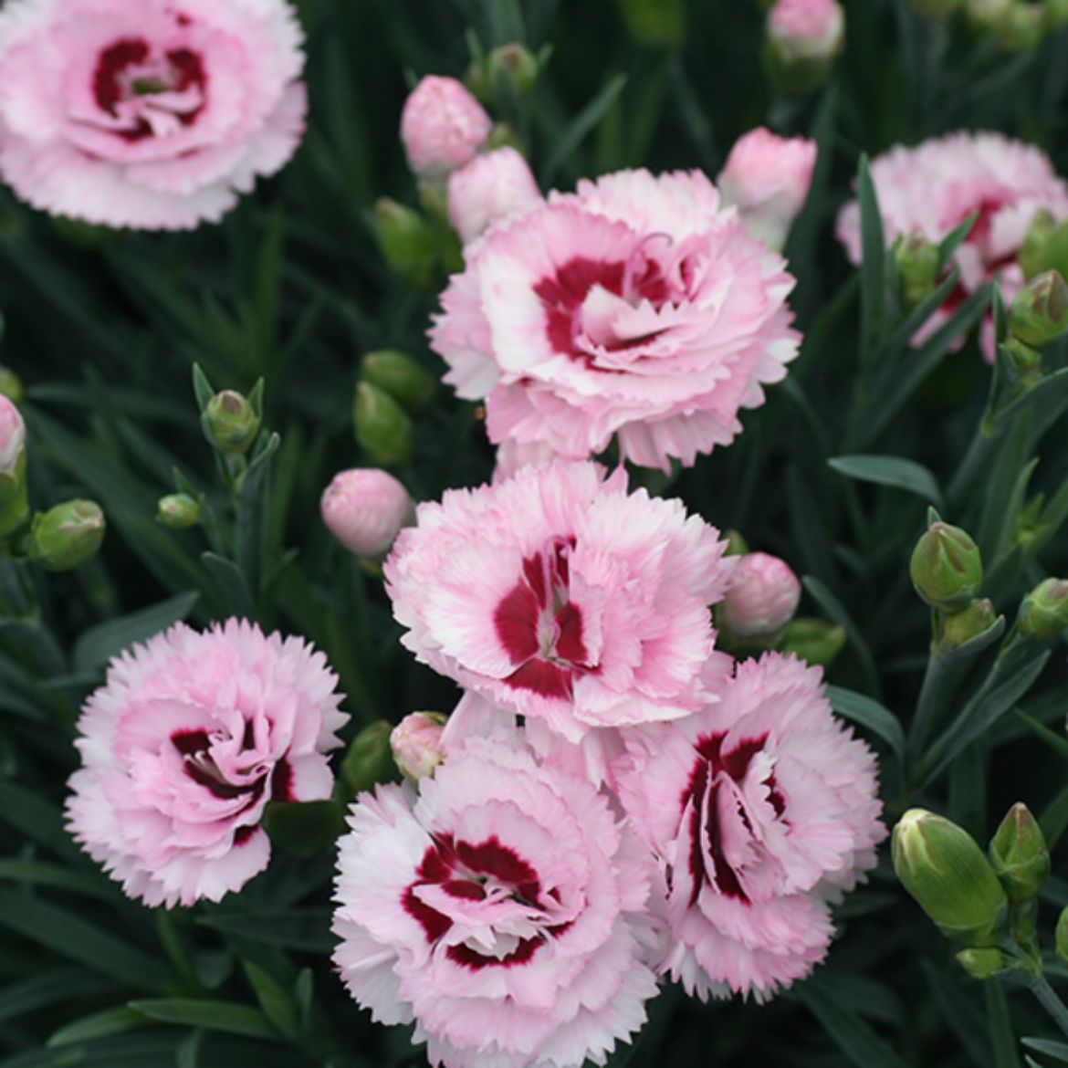 Overdevest Nurseries, LP-Dianthus Scent First® 'Raspberry Surprise'