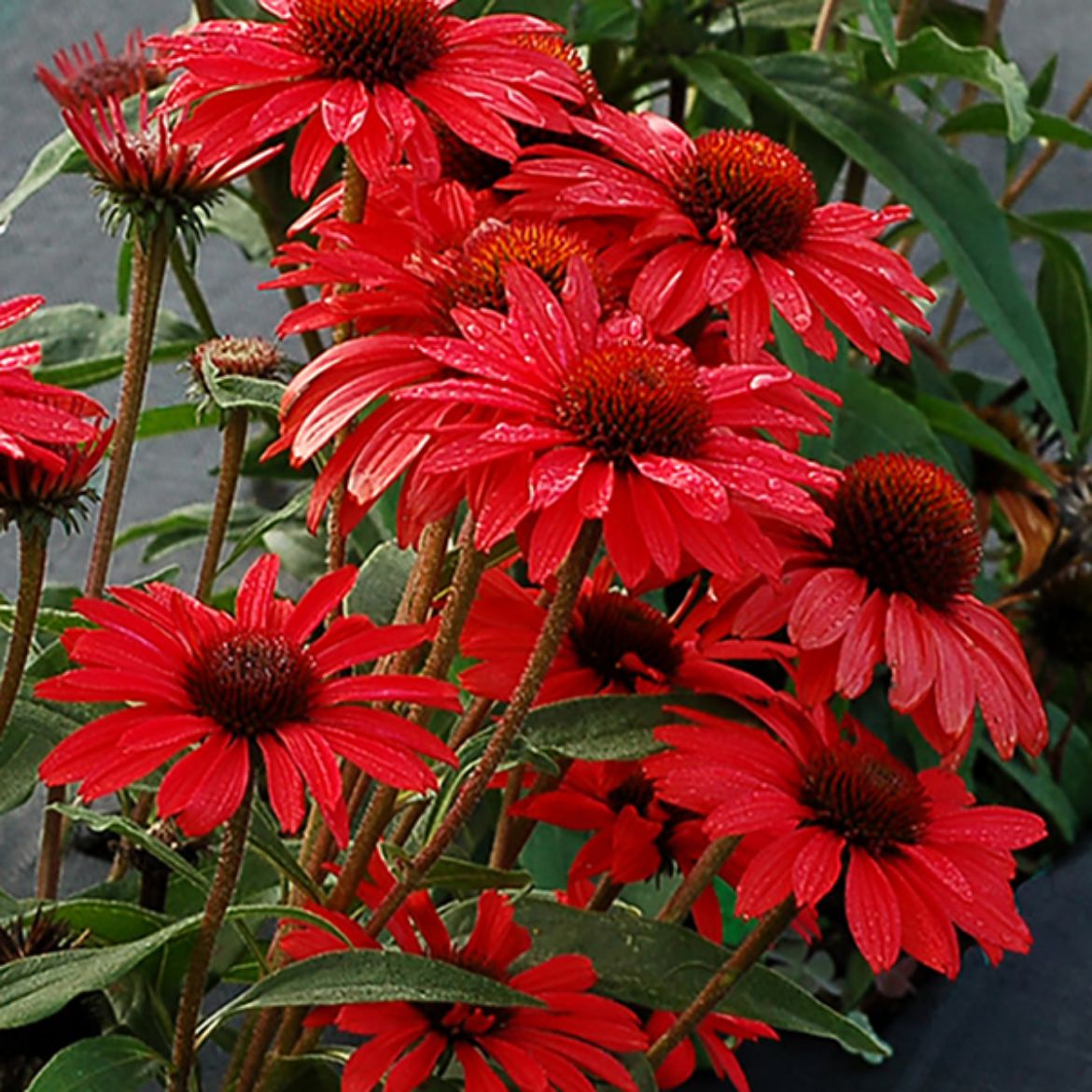Overdevest Nurseries, LP-Echinacea Prima™ Ruby