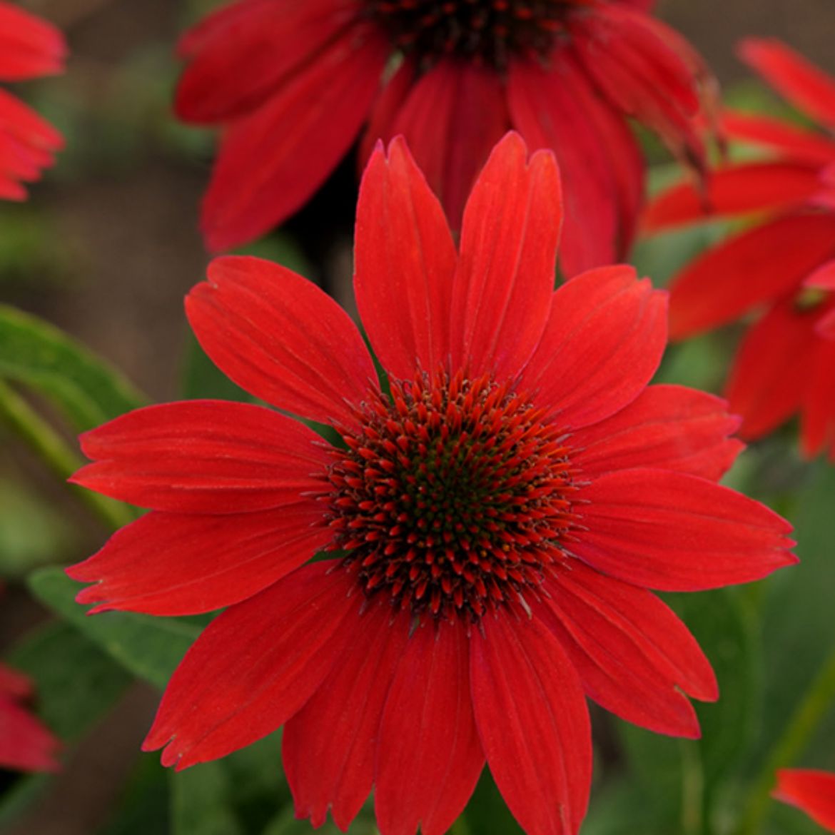 Overdevest Nurseries, LP-Echinacea Sombrero® Salsa Red