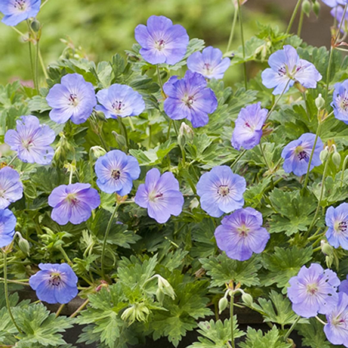 Overdevest Nurseries, LP-Geranium 'Azure Rush'
