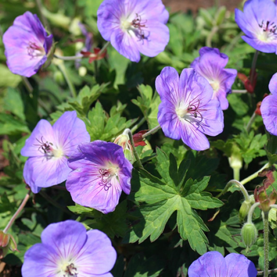 Overdevest Nurseries, LP-Geranium 'Rozanne'