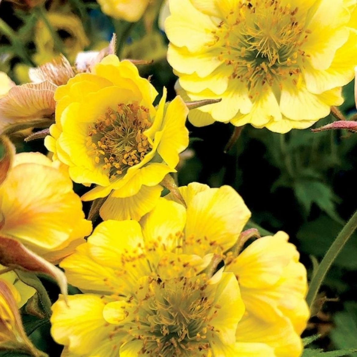 Overdevest Nurseries, LP-Geum Tempo™ Yellow