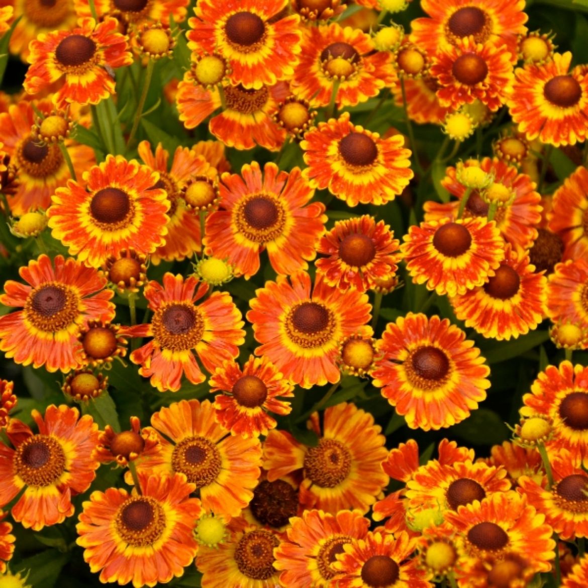 Overdevest Nurseries, LP-Helenium aut. Mariachi™ 'Fuego'