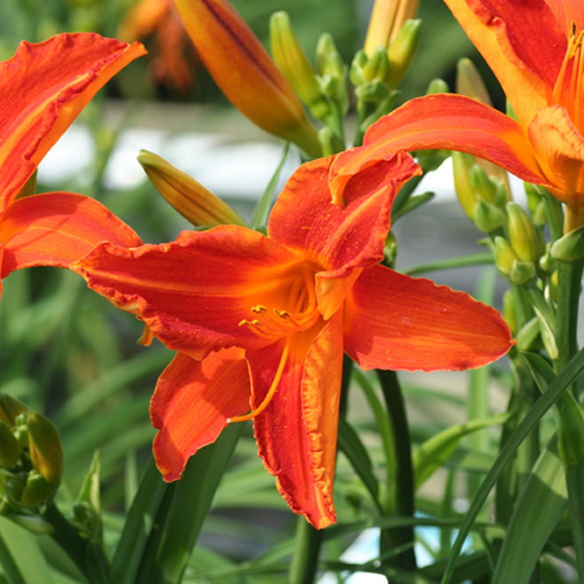 Overdevest Nurseries, LP-Hemerocallis 'Lady Lucille'