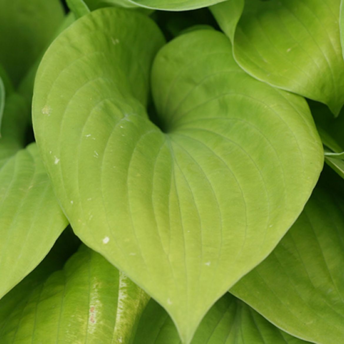 Overdevest Nurseries, LP-Hosta 'August Moon' Overdevest Nurseries, LP-Hosta 'August Moon'