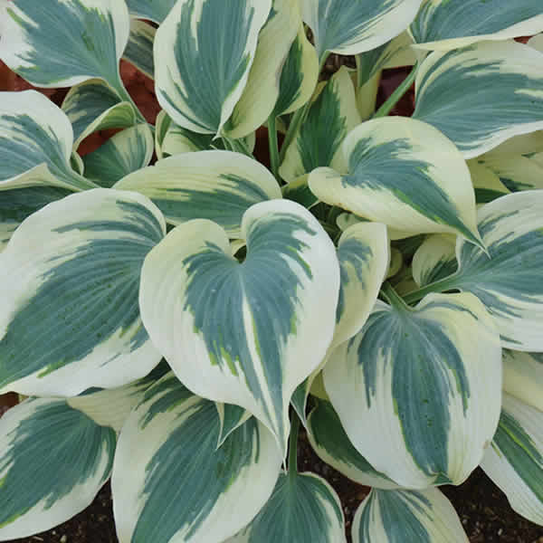 Overdevest Nurseries, LP-Hosta 'Blue Ivory'