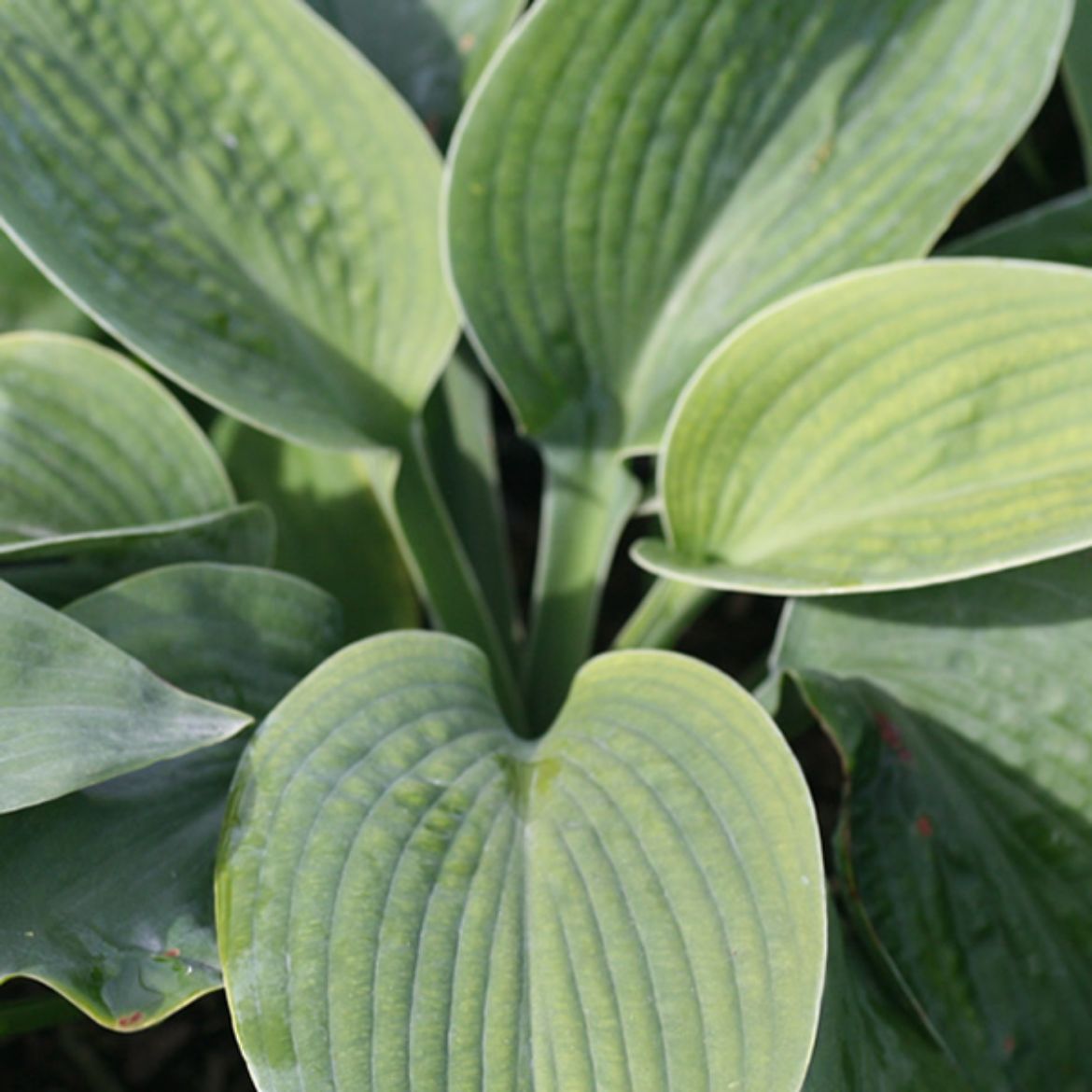Overdevest Nurseries, LP-Hosta sie. 'Elegans' Overdevest Nurseries, LP-Hosta sie. 'Elegans'