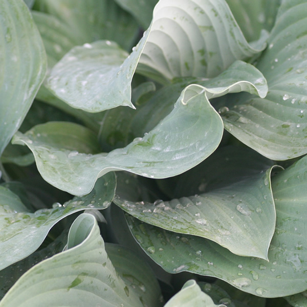 Overdevest Nurseries, LP-Hosta 'Krossa Regal' Overdevest Nurseries, LP-Hosta 'Krossa Regal'