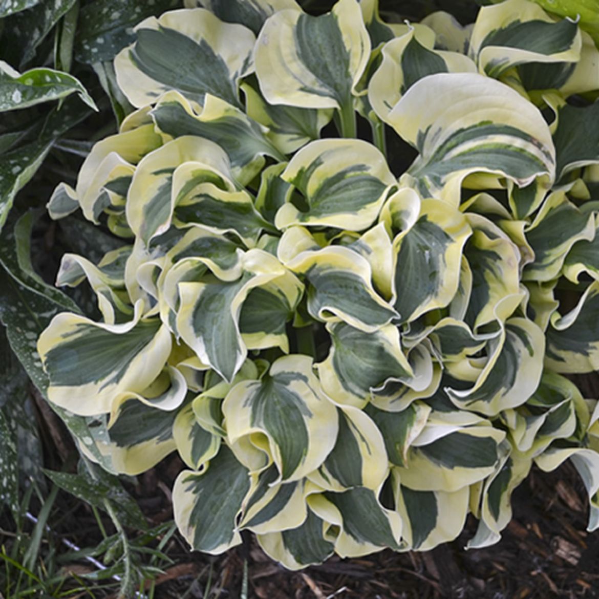 Overdevest Nurseries, LP-Hosta 'Mini Skirt'