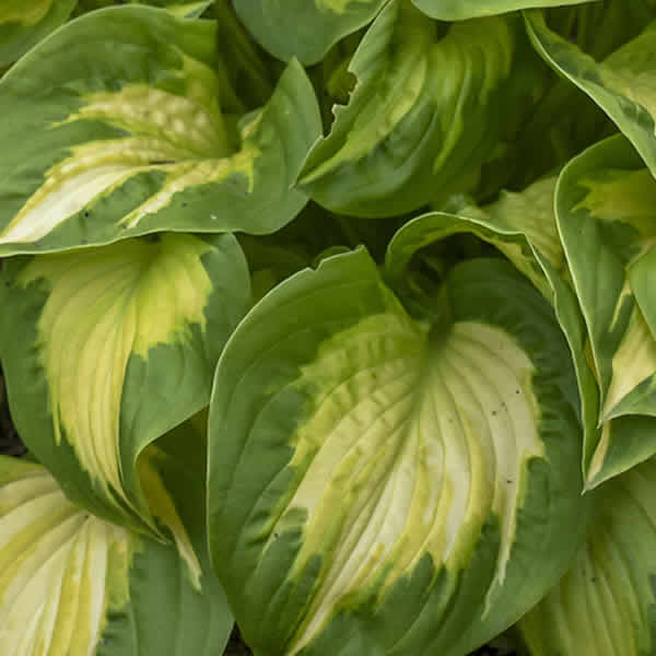 Overdevest Nurseries, LP-Hosta Shadowland® 'Etched Glass'