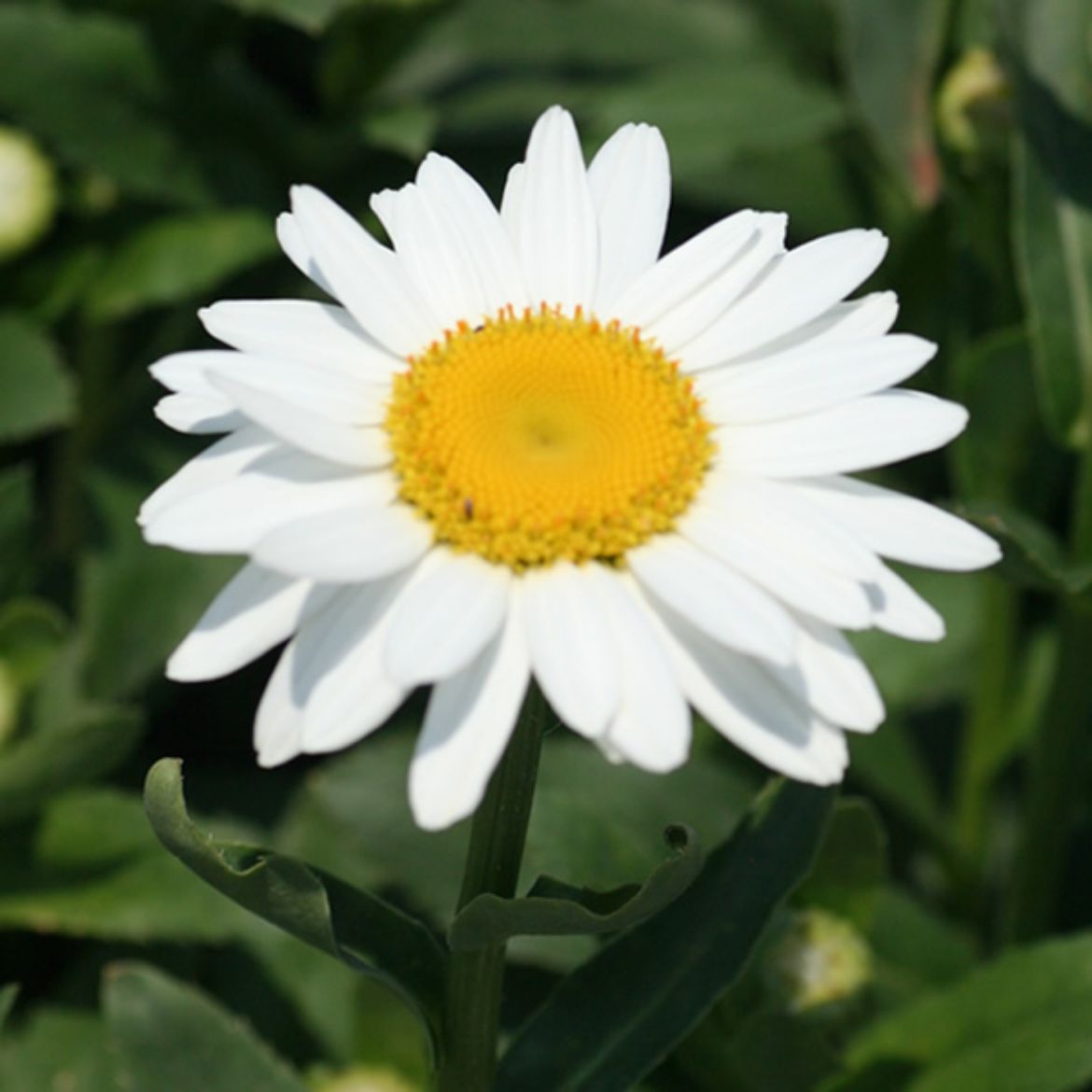 Overdevest Nurseries, LP-Leucanthemum 'Becky'