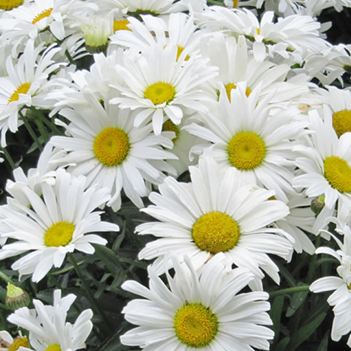Overdevest Nurseries, LP-Leucanthemum x s. Daisy May® (Amazing Daisies®)