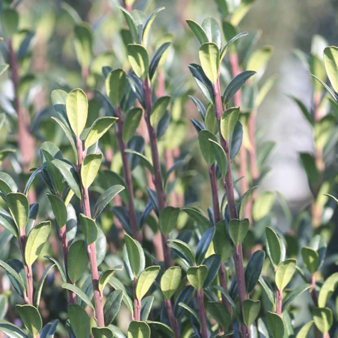 Overdevest Nurseries, LP-Ilex cre. 'Sky Pencil'
