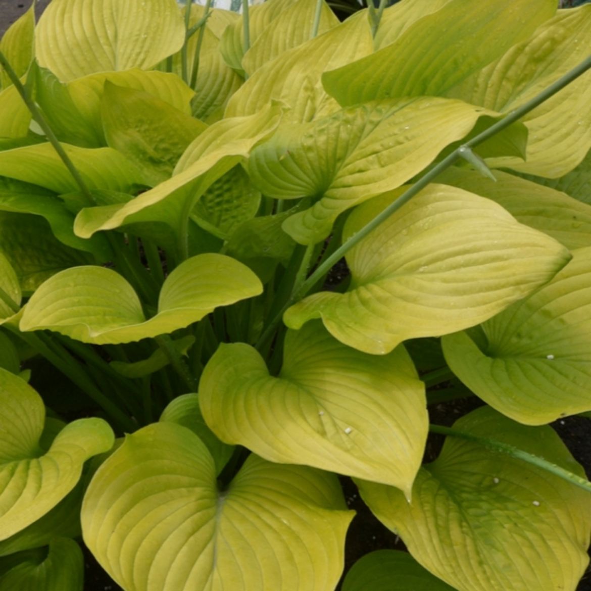 Overdevest Nurseries, LP-Hosta 'Age of Gold'