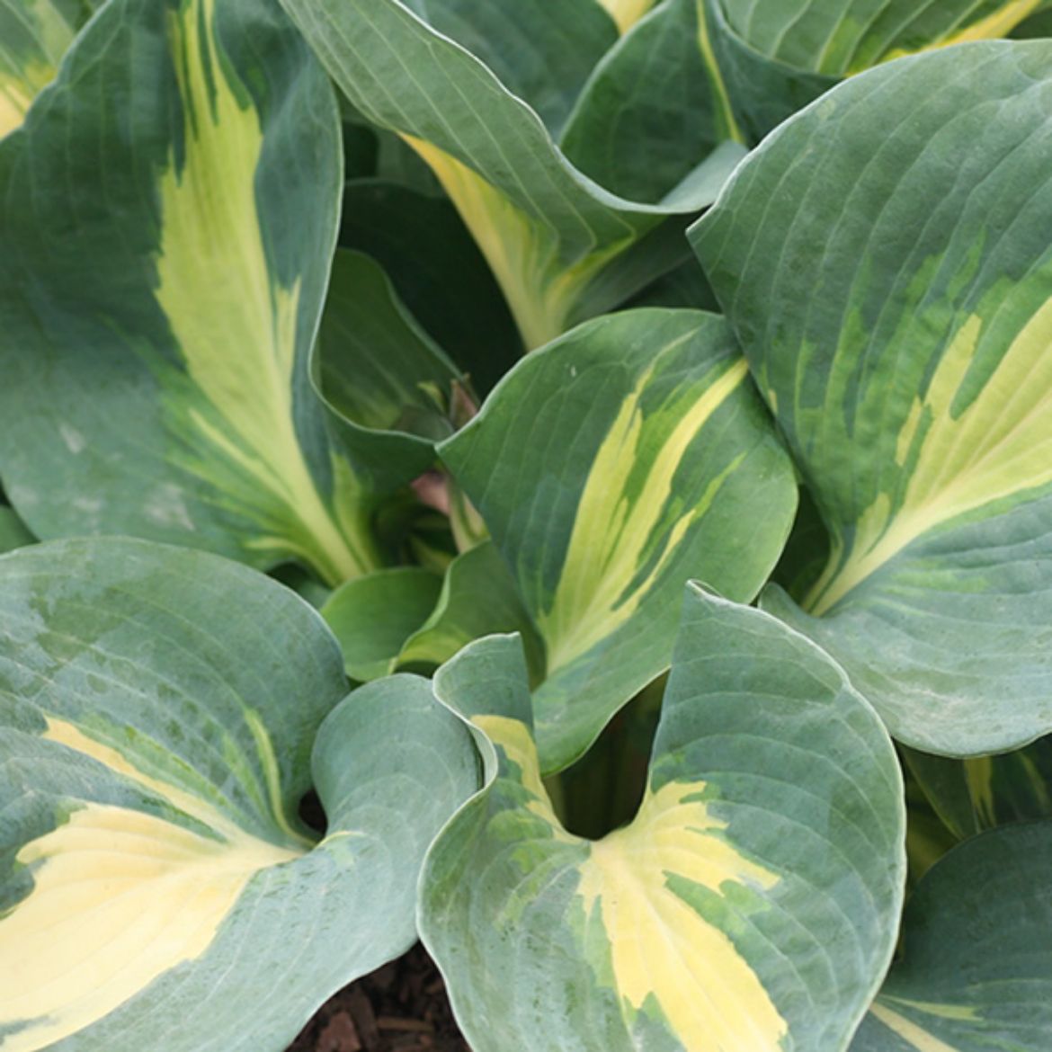 Overdevest Nurseries, LP-Hosta 'Dream Weaver'