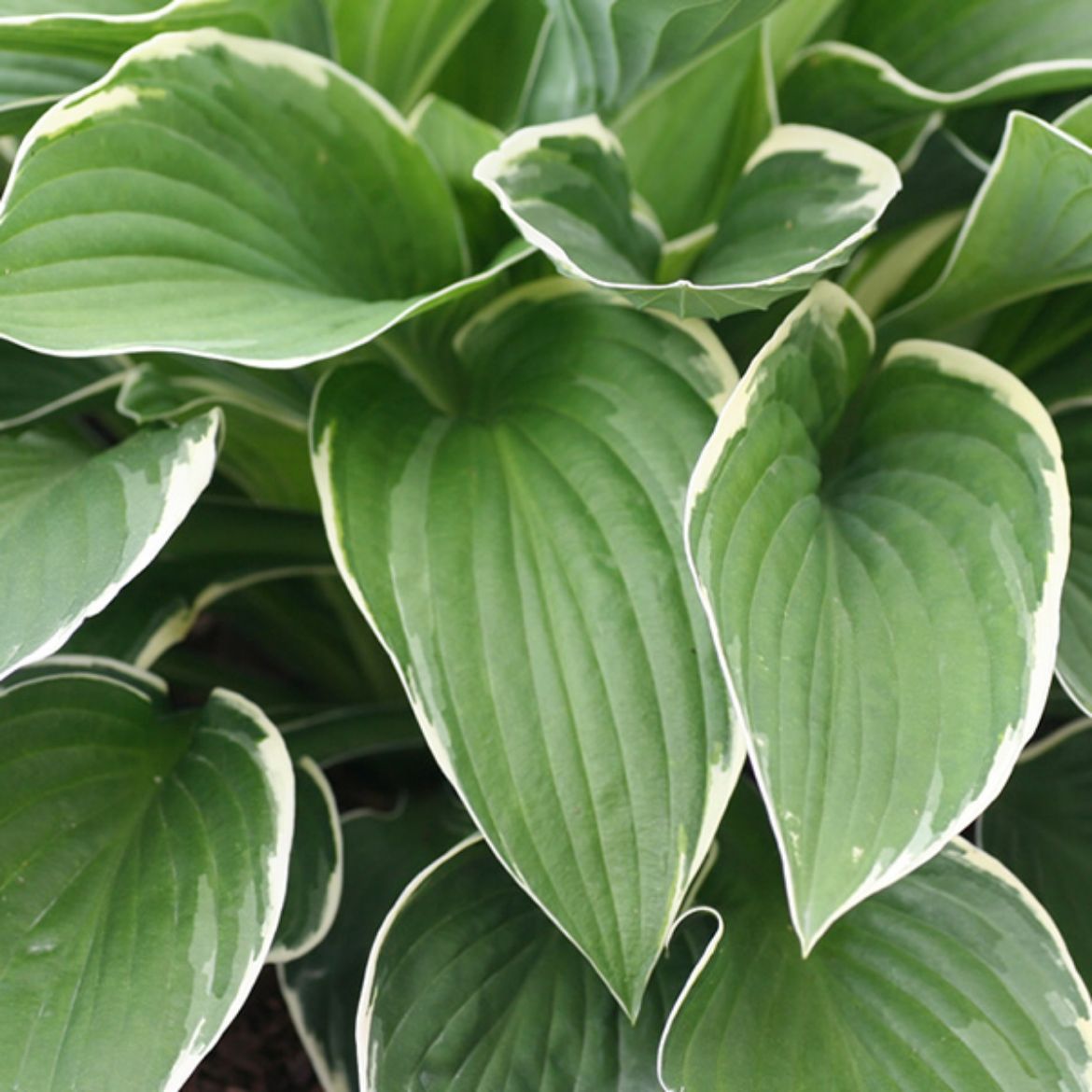 Overdevest Nurseries, LP-Hosta 'Francee'