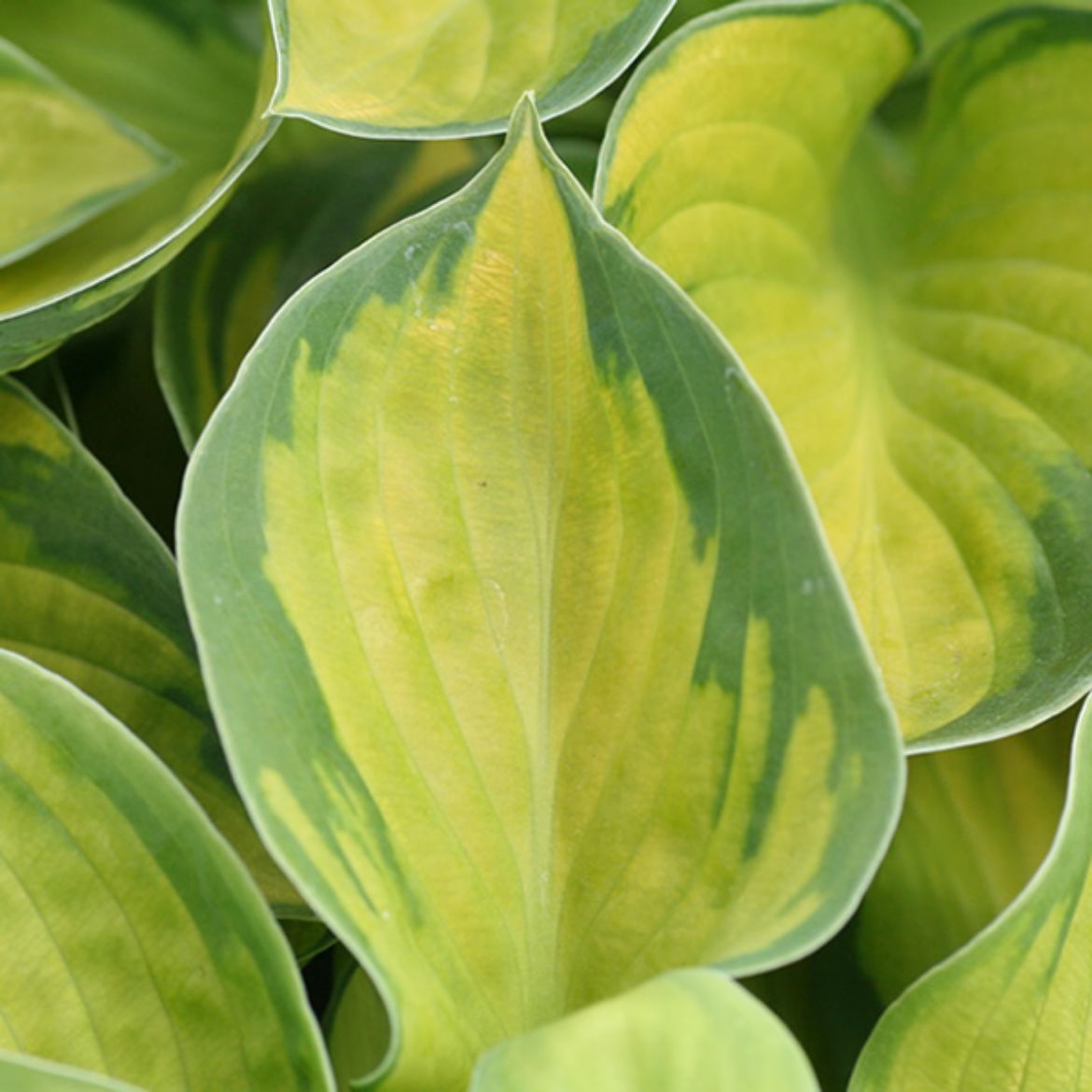 Overdevest Nurseries, LP-Hosta 'Rainforest Sunrise'
