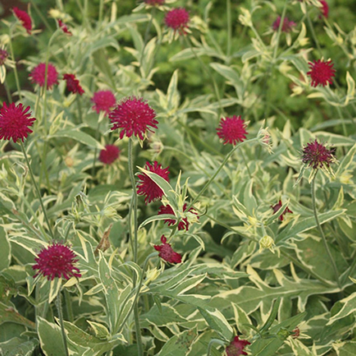 Overdevest Nurseries, LP-Knautia mac. 'Thunder and Lightning'
