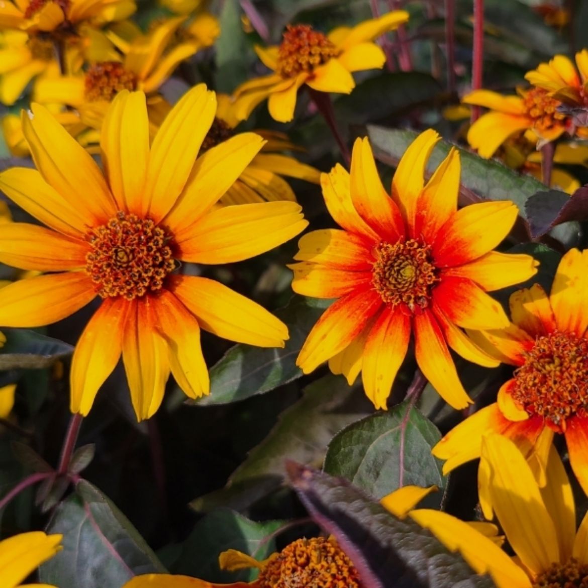 Overdevest Nurseries, LP-Heliopsis hel. 'Burning Hearts'