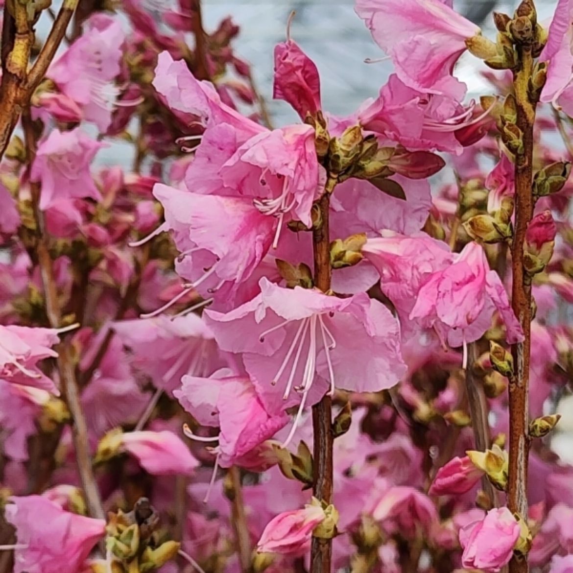 Overdevest Nurseries, LP-Azalea muc. 'Cornell Pink'