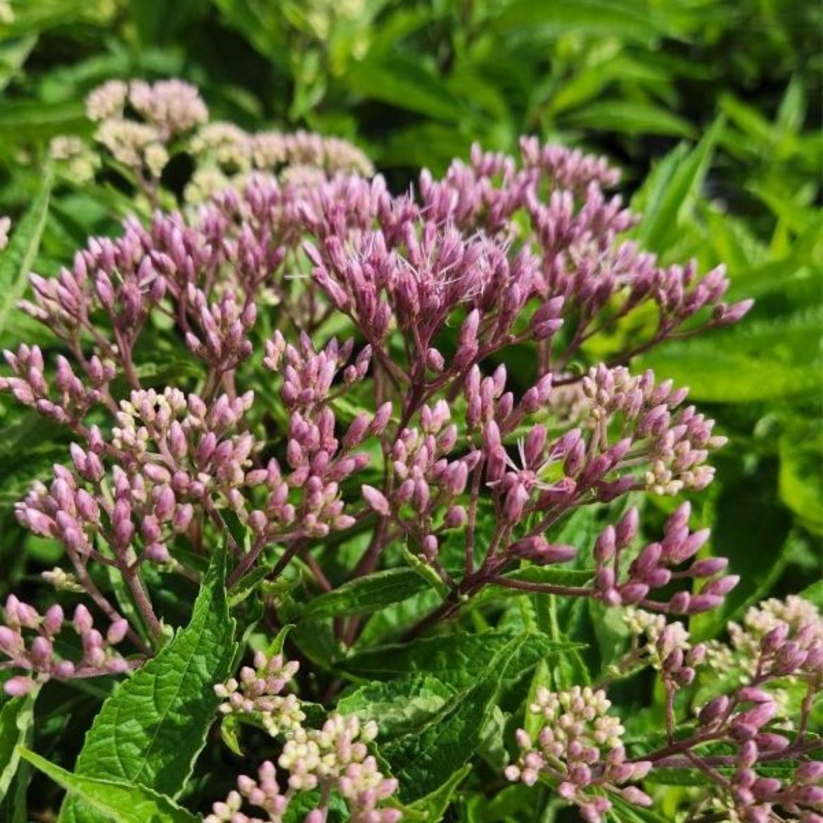 Overdevest Nurseries, LP-Eutrachium (Eupatorium) mac. 'Little-Pye'