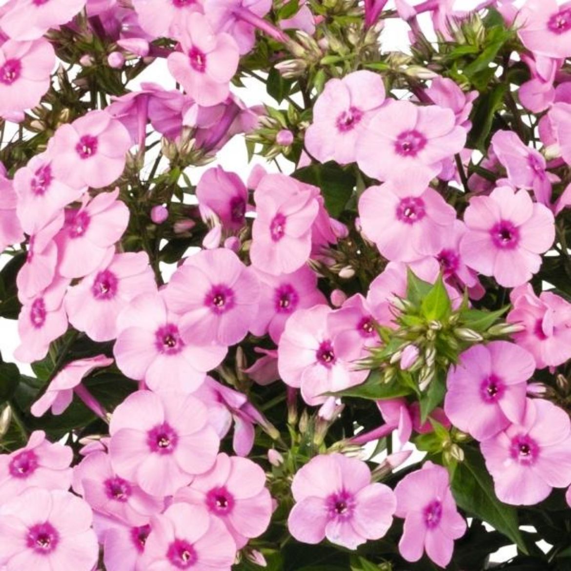 Overdevest Nurseries, LP-Phlox Flame™ Pro 'Pink Pop'