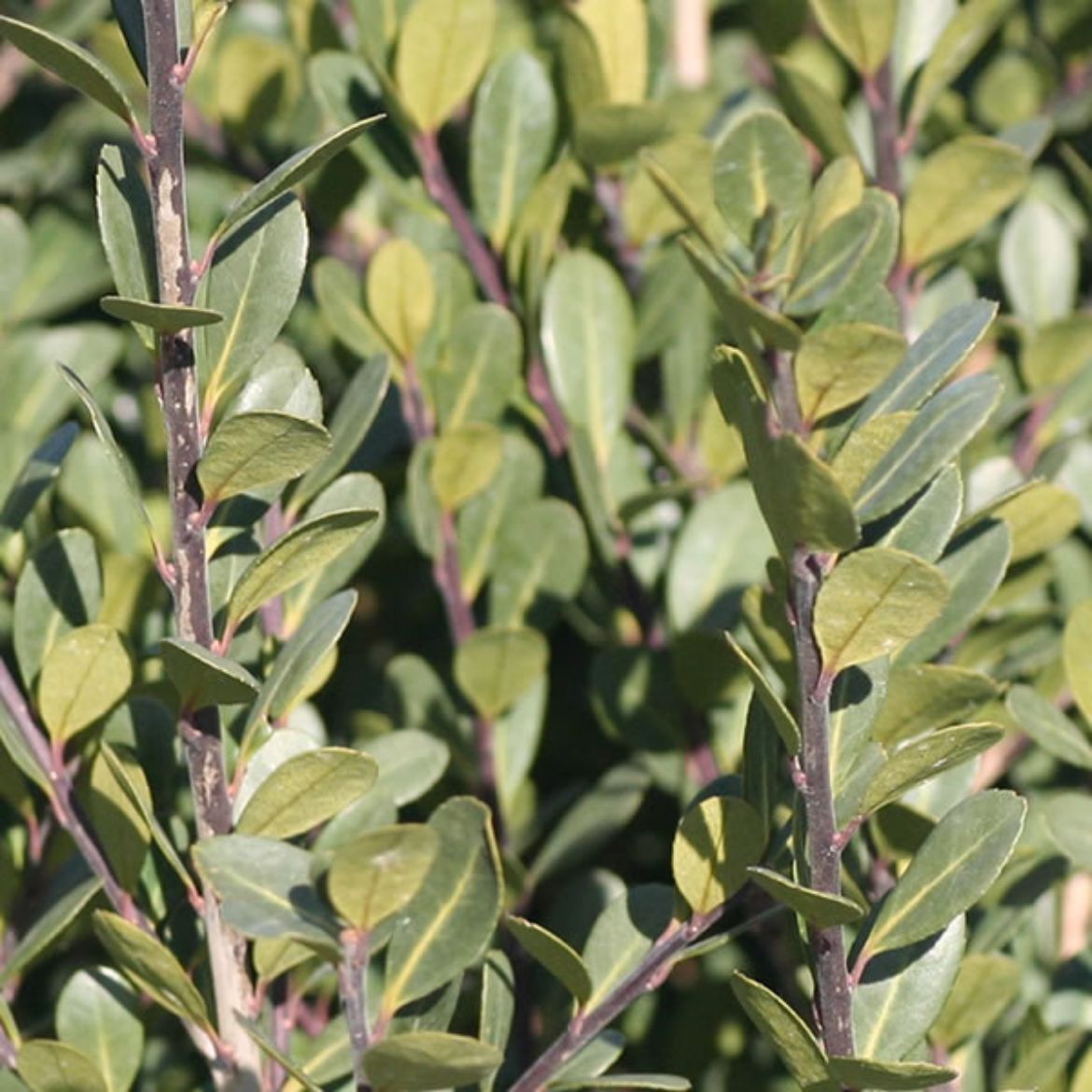 Overdevest Nurseries, LP-Ilex cre. 'Compacta'