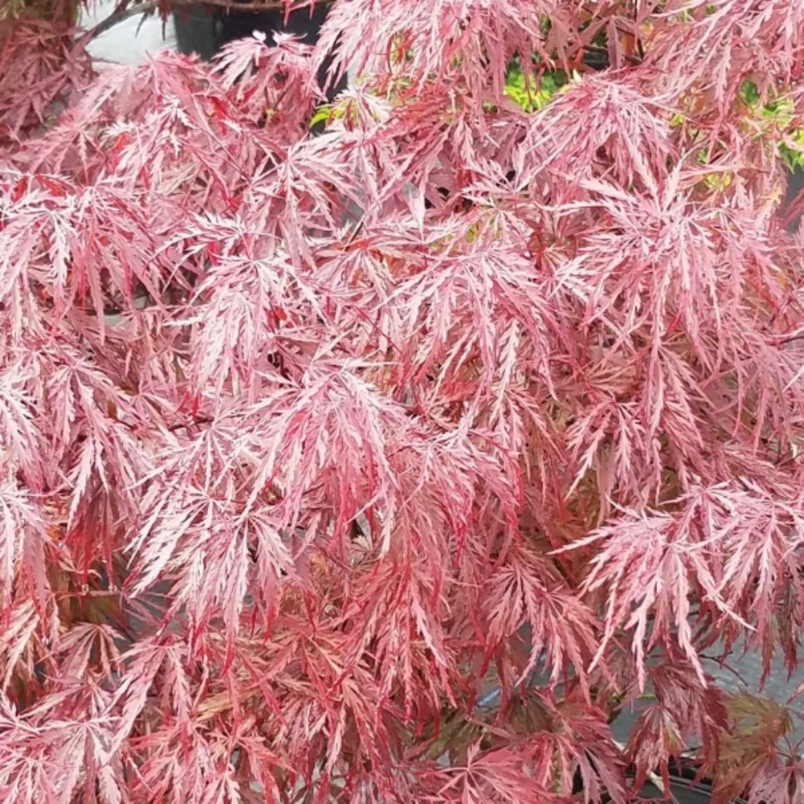 Overdevest Nurseries, LP-Acer pal. var. dis. 'Red Dragon'