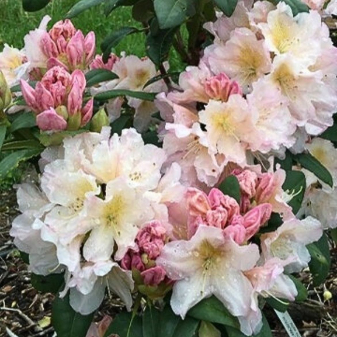 Overdevest Nurseries, LP-Rhododendron Holden's™ Peach