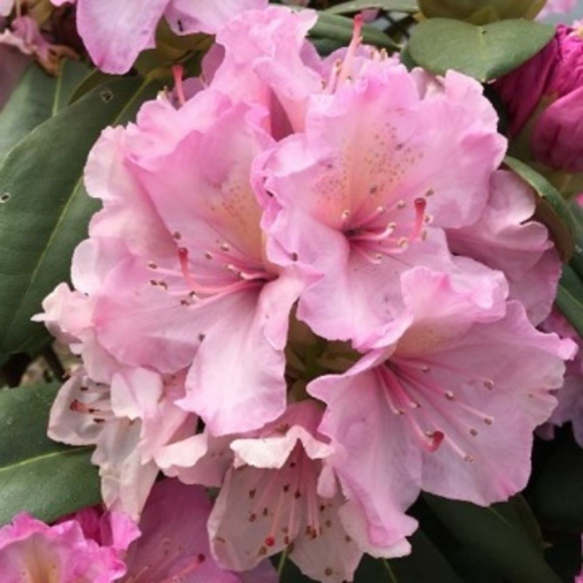 Overdevest Nurseries, LP-Rhododendron Holden's™ Pink