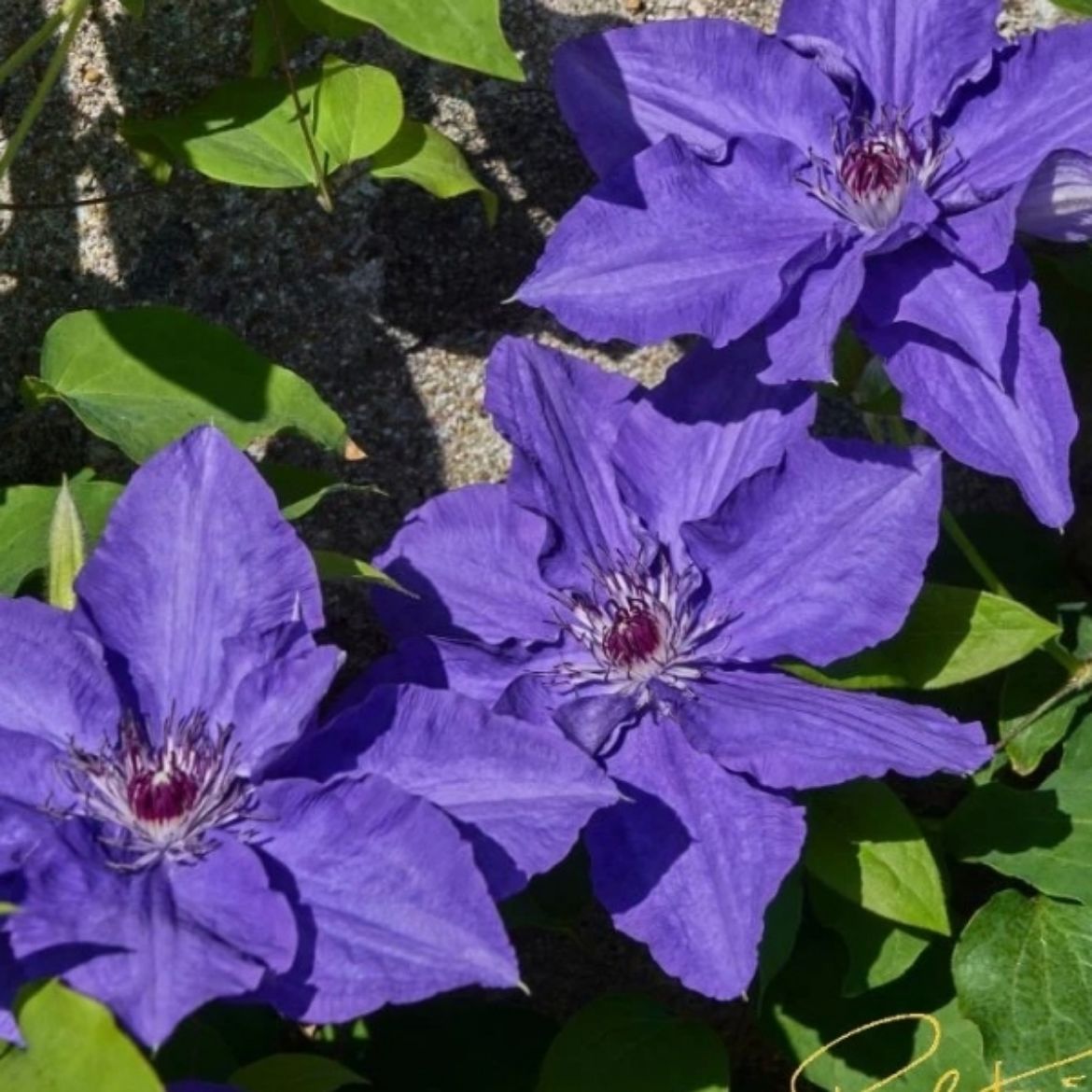 Overdevest Nurseries, LP-Clematis Lindsay™