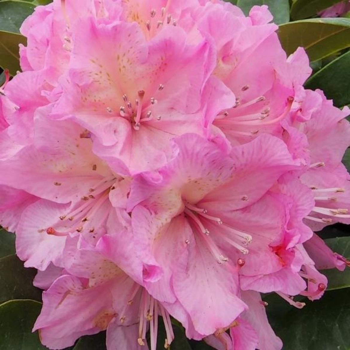 Overdevest Nurseries, LP-Rhododendron Holden's™ Pink