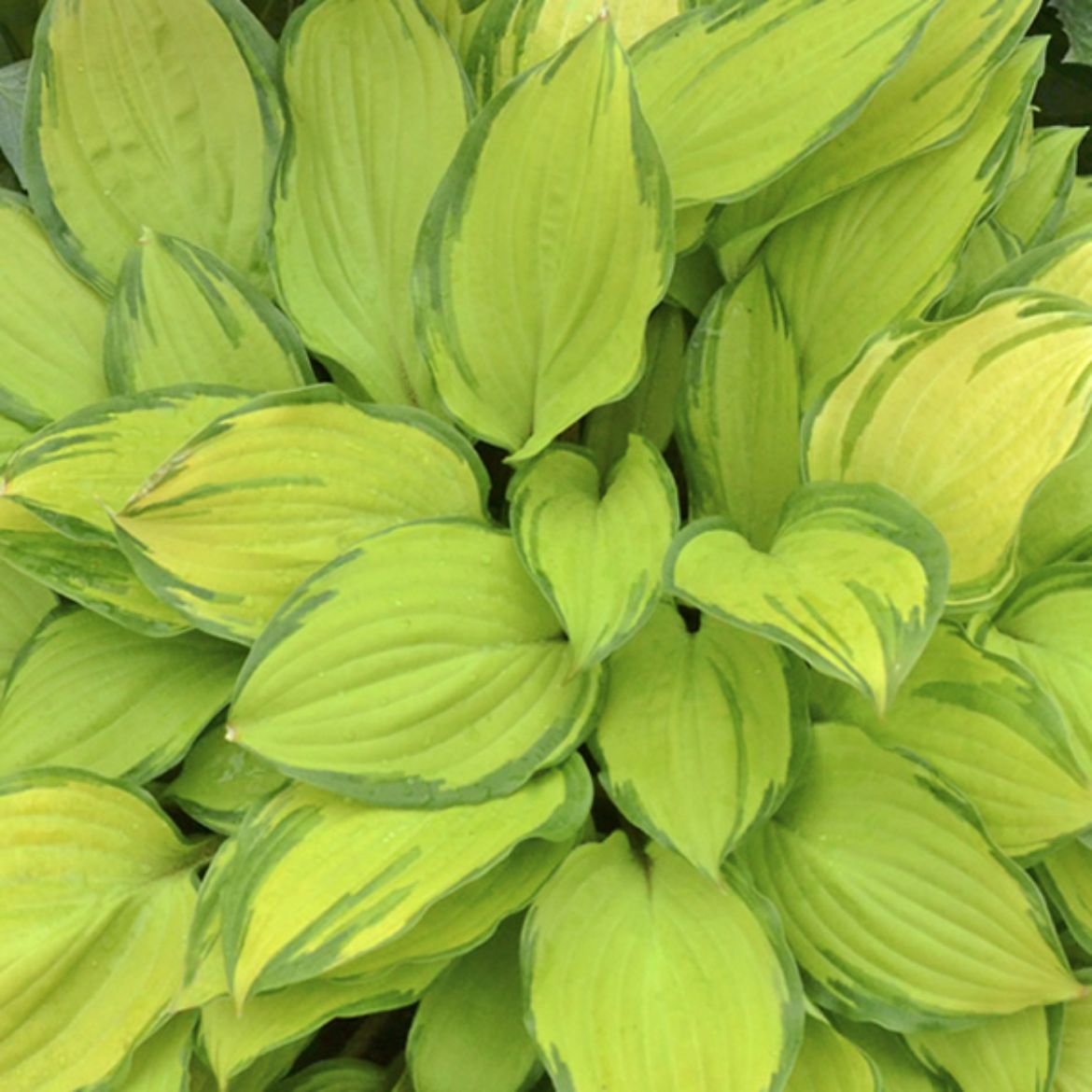 Overdevest Nurseries, LP-Hosta 'Island Breeze'